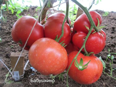 Томат «Бабушкино»: описание сорта, фото, отзывы, урожайность