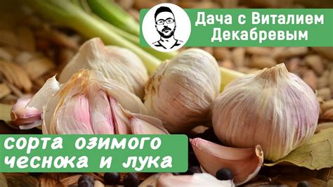 НАДЕЖНЫЕ СОРТА ОЗИМОГО ЛУКА И ЧЕСНОКА! - YouTube
