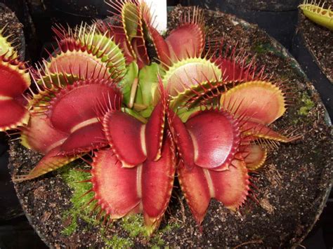 Cultivars of Dionéia - Dionaea - Carnivorous Plants UK