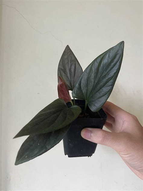 syngonium erythrophyllum, Furniture & Home Living, Gardening, Plants ...