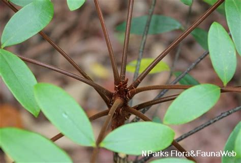 NParks | Eurycoma longifolia