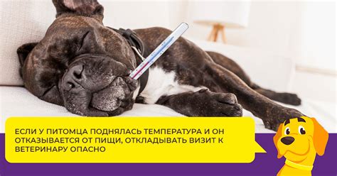 Цистит у собаки: симптомы лечение в домашних условиях