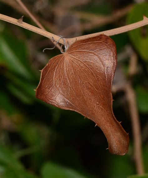 Smilax aspera - Изображение особи - Плантариум