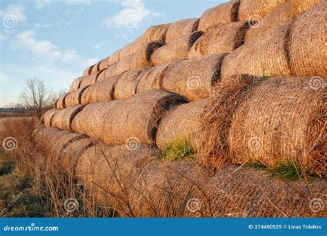 Photo a Lot of Bales of Hay Stacked on Top of Each Other Against the Blue Sky. Harvesting Hay ...