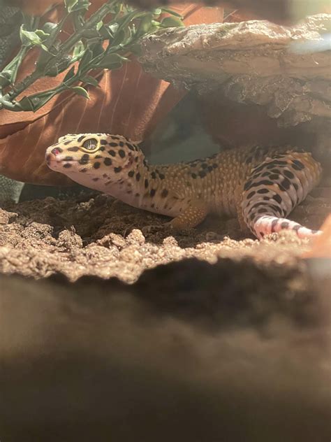 Found this baby at PetSmart. : r/leopardgeckos