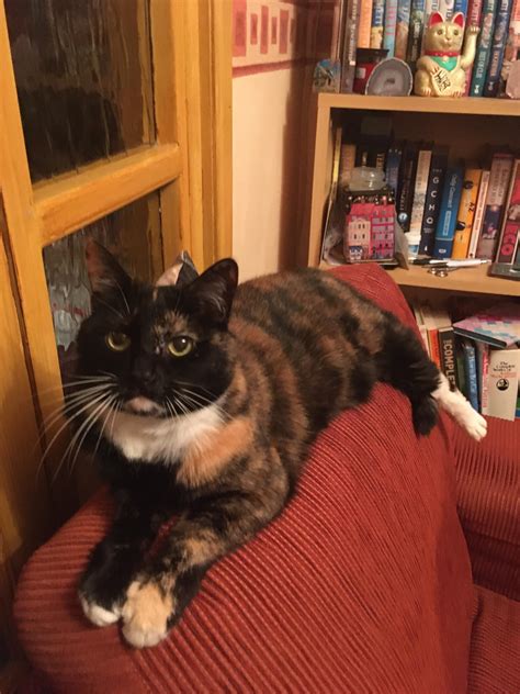 Looking as though it’s time to say goodbye to Millie after 15 and a half years. Feeling ...