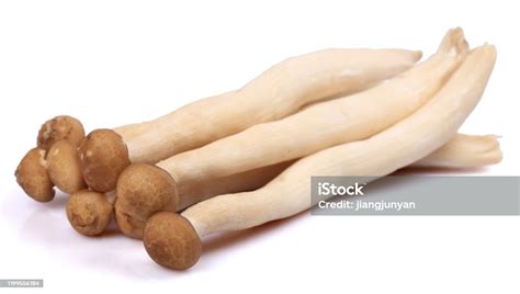 Frischer Shimeji Pilz Isoliert Auf Weißem Hintergrund Stockfoto und ...