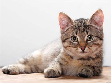 micio - il Gatto