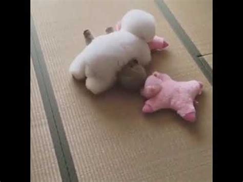 собачка - YouTube
