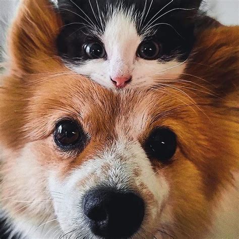 Pets Here.