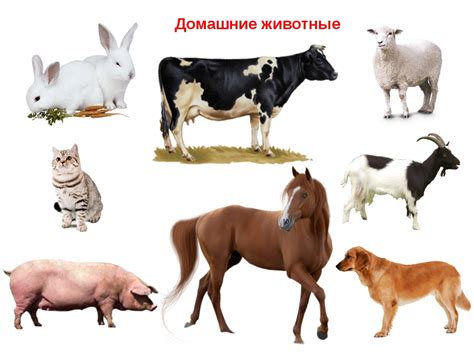 Дидактическая игра Домашние животные."Число.Признак.Предмет"
