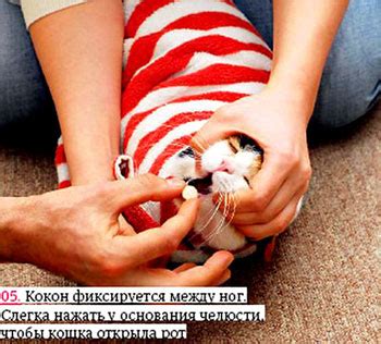 Как давать лекарства кошке.