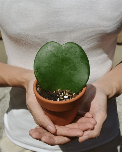 Hoya Kerrii - Tươi