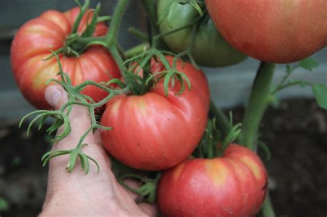 Томат Бельмонте: ОТЗЫВЫ (8), фото, описание | tomatland.ru