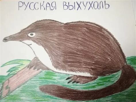 Срисовки животных из Красной книги (30 картинок) классные