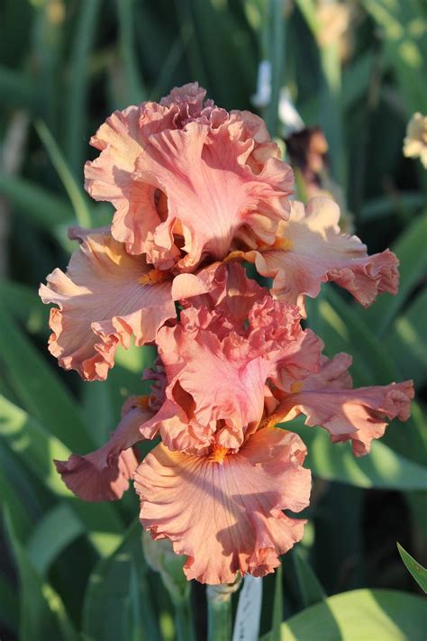 Captivating bloom of Tall Bearded Iris 'Terracotta Bay'