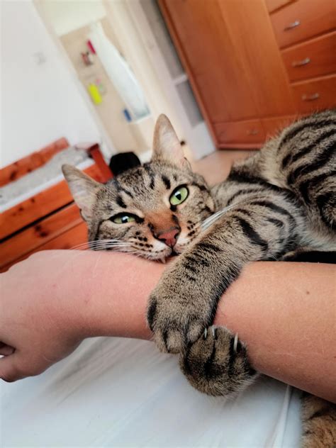Busheron, one of the cats to ever cat : r/standardissuecat