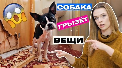 СОБАКА ГРЫЗЕТ ВЕЩИ В ДОМЕ | КАК ОТУЧИТЬ СОБАКУ ПОРТИТЬ ВЕЩИ? - YouTube