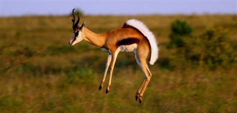 african wildlife photography | African wildlife photography, African ...