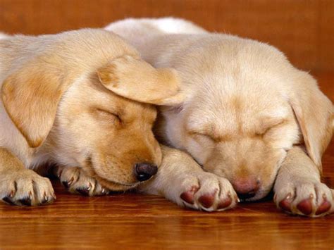 Sleeping Dogs. Прохождение
