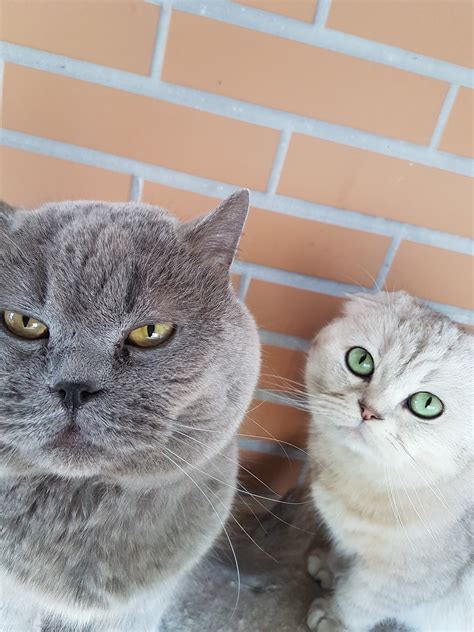 Kiniro Neko -... - Kiniro Neko - British Shorthair Cattery