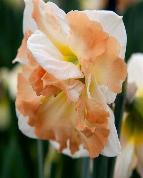 Narcissus Cum Laude from Peter Nyssen flower bulbs and plants