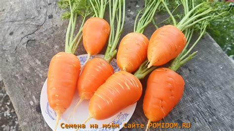 -30% ЧЁРНАЯ ПЯТНИЦА на POMIDOM.RU только сегодня! Гэрандская Древняя ...
