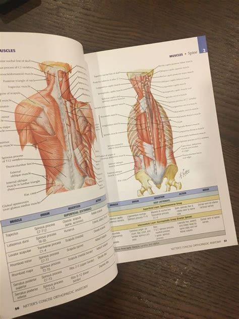 NETTER’S Concise Orthopaedic Anatomy, Hobbies & Toys, Books & Magazines ...