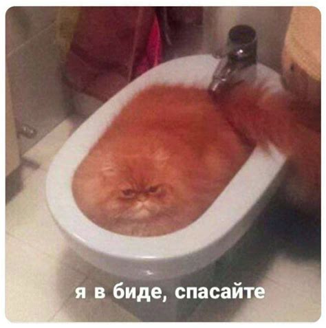 Пин от пользователя hayakawa. на доске kартиночки разные | Кошачьи ...