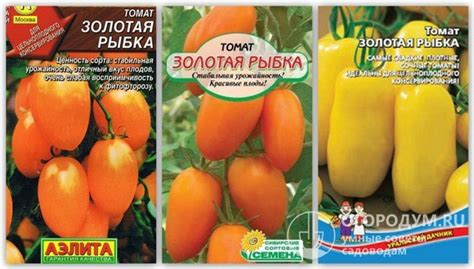 Томат золотая рыбка: характеристика и описание сорта помидоров, его ...