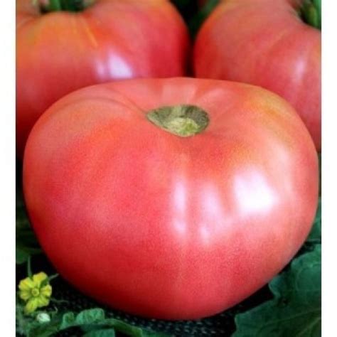 Домат Розали / Rozali - Agrompro.com