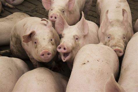Optimising amino acids in swine diets - Pig Progress