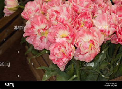 Finola hi-res stock photography and images - Alamy