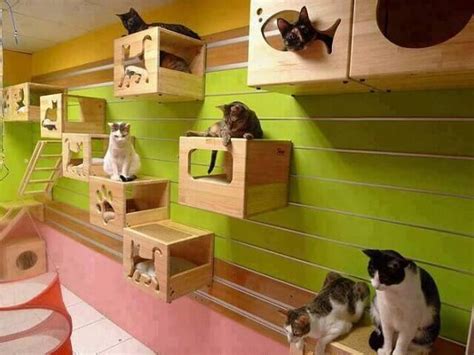 домики для котов на стене | Cat play rooms, Cat climbing wall, Cat room