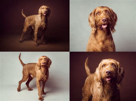 Pet Portrait Photography - Newport, Cardiff & Cwmbran Portrait photography blog - Family and ...