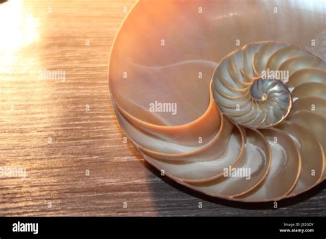 nautilus shell symmetry Fibonacci half cross section spiral golden ratio structure growth close ...