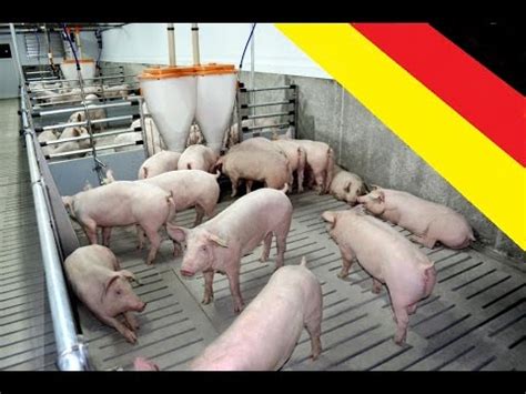 Германия. Разведение свиней,общий вид предприятия - YouTube
