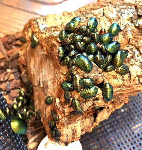 Emerald Roches for sale – Richard's Inverts