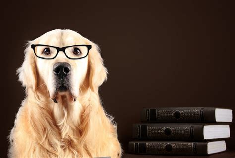 What Are The Smartest Dog Breeds