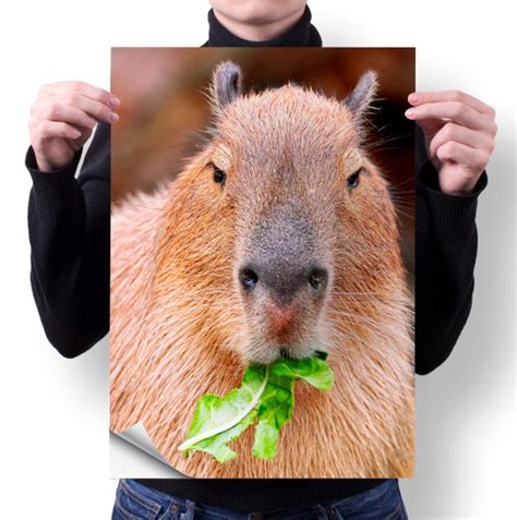 Характеристики Плакат MIGOM А2 принт "Capybara v2, Капибара" - v0021 ...