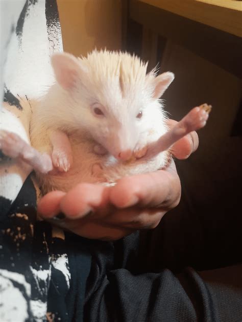 why does he sit like that. what is his purpose.?..🤨 : r/Hedgehog