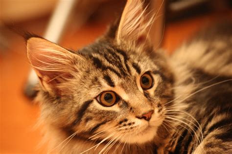 Котёнка в ленту | Пикабу