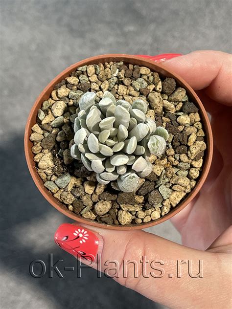 Сенецио Скапосус - купить, цена, условия выращивания в интернет ...