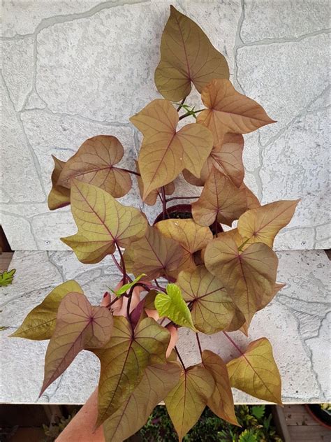 Ипомея 1 — Postimages