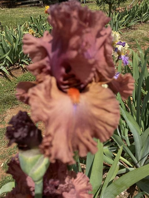 Terracotta Bay SOLD OUT — Cargo Iris Garden