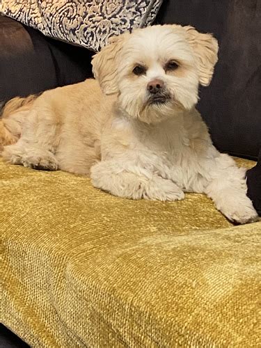 43 reviews of Dogoholics Canine Services (Dog trainer) in Hull (East ...