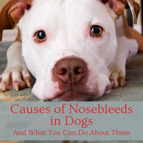 What Causes Gi Bleeds In Dogs at Paige Cremean blog
