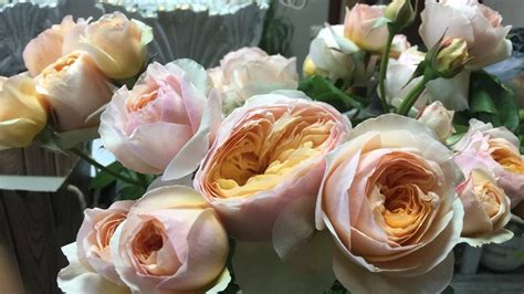 Саженцы розы Джульет заказать почтой. Купить кусты английские розы ...