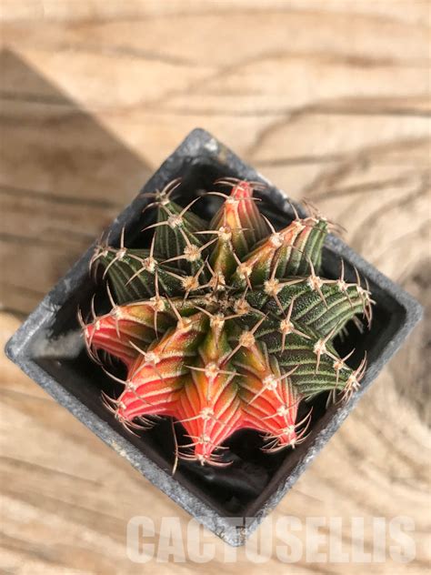 SHPR6702 Gymnocalycium friedrichii Agua Dulce LB 2178 variegated ...