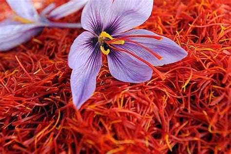 Top 30 Benefits Of Saffron That Blew Our Minds And Will Leave You ...